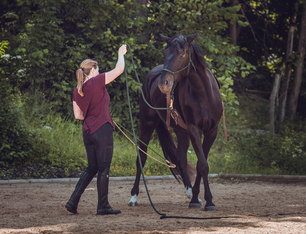 Ist mein Pferd glücklich? - Katharina Theisinger