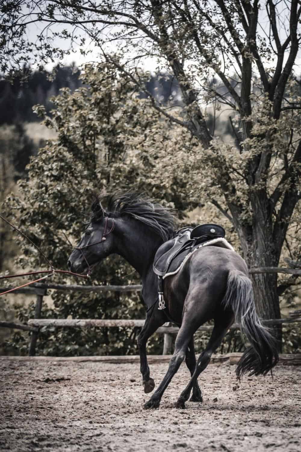 Online Horsemanship-Intensivtraining | Katharina Theisinger